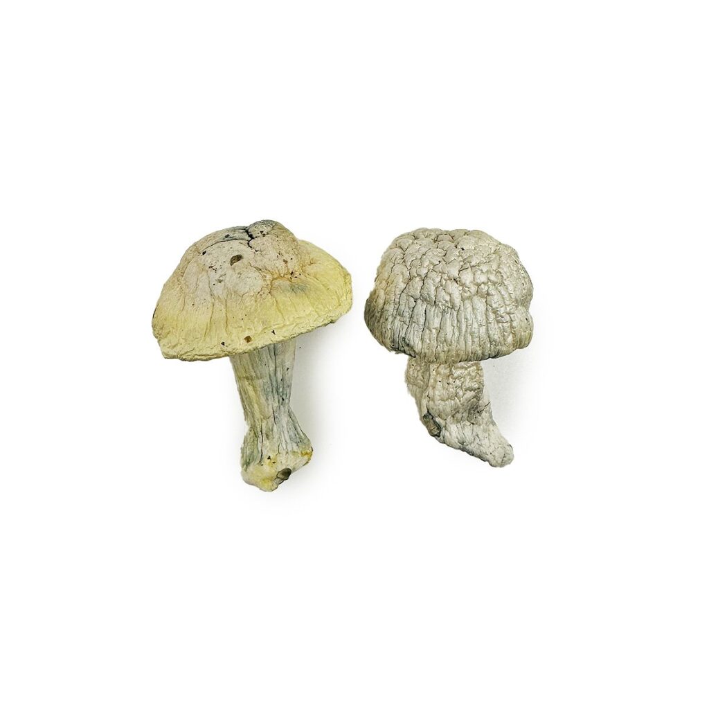 Iceberg Magic Mushrooms | Psychedelics Delivery
