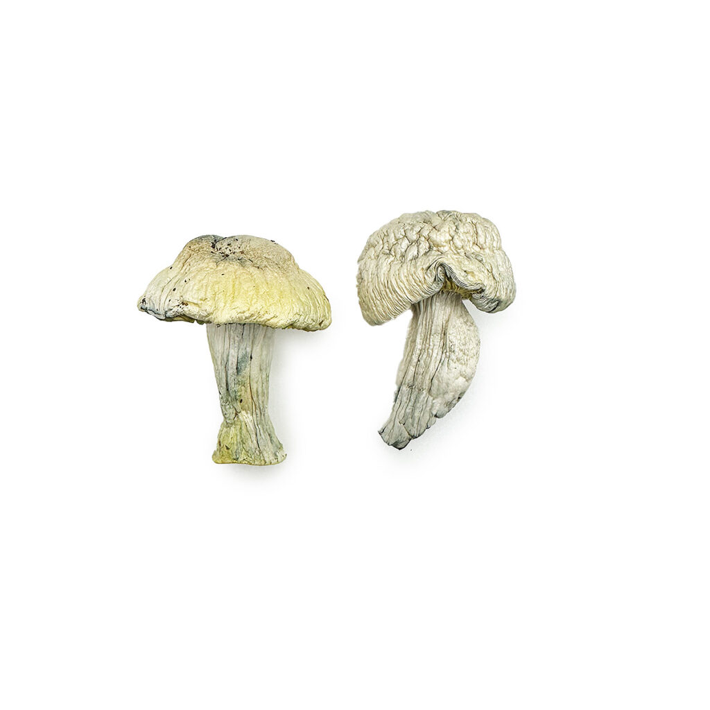 Iceberg Magic Mushrooms | Psychedelics Delivery